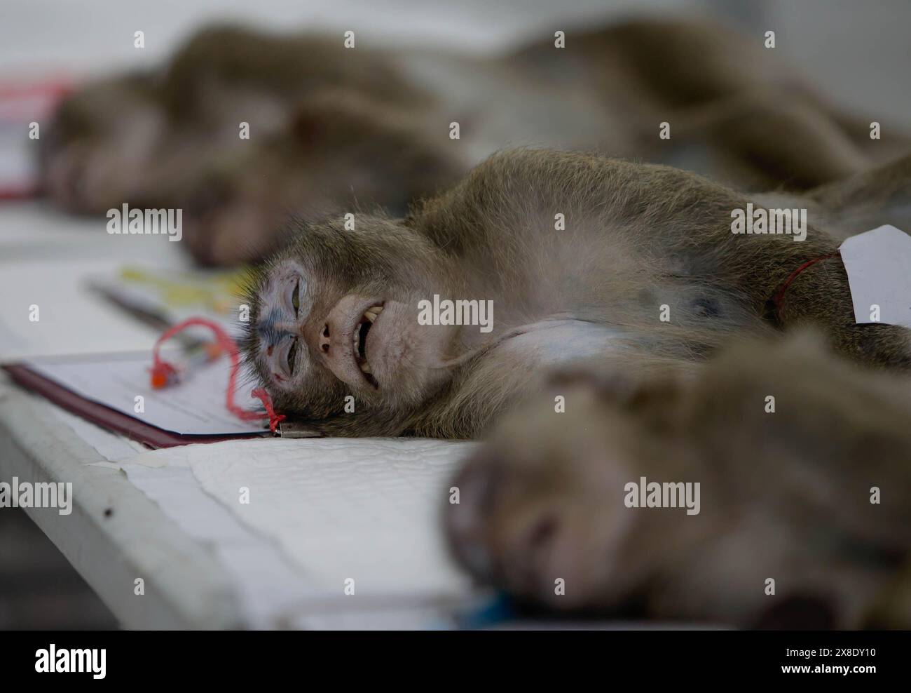Macaque monkeys lay on a table after official health check-up at the ...