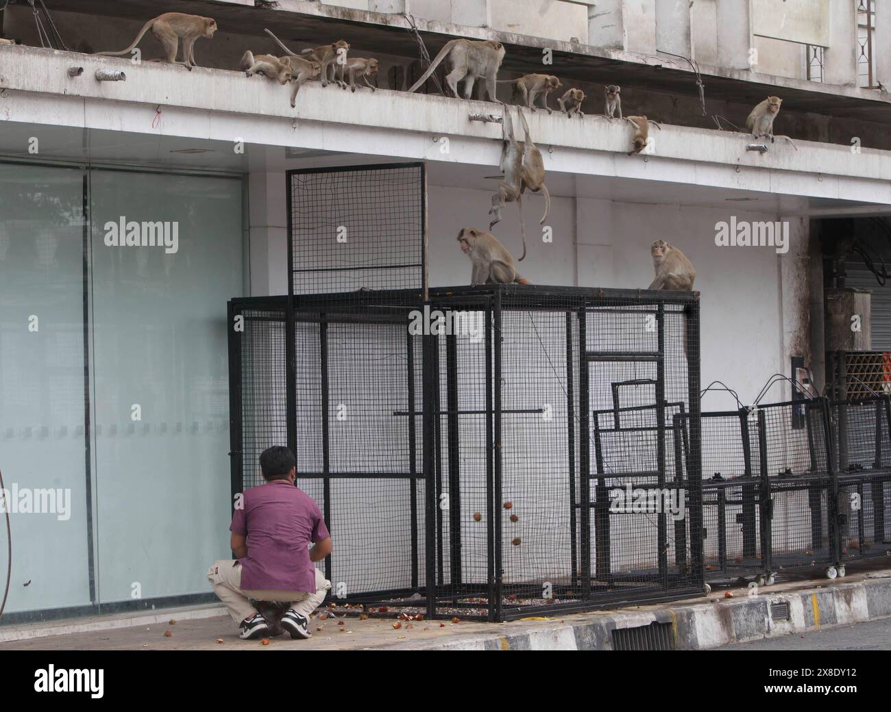 Animal testing monkey cage hi-res stock photography and images - Alamy