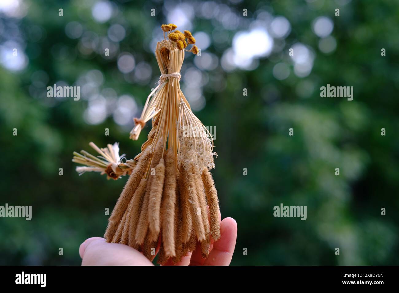 female hands holds ritual doll made of straw, grass in honor rich ...