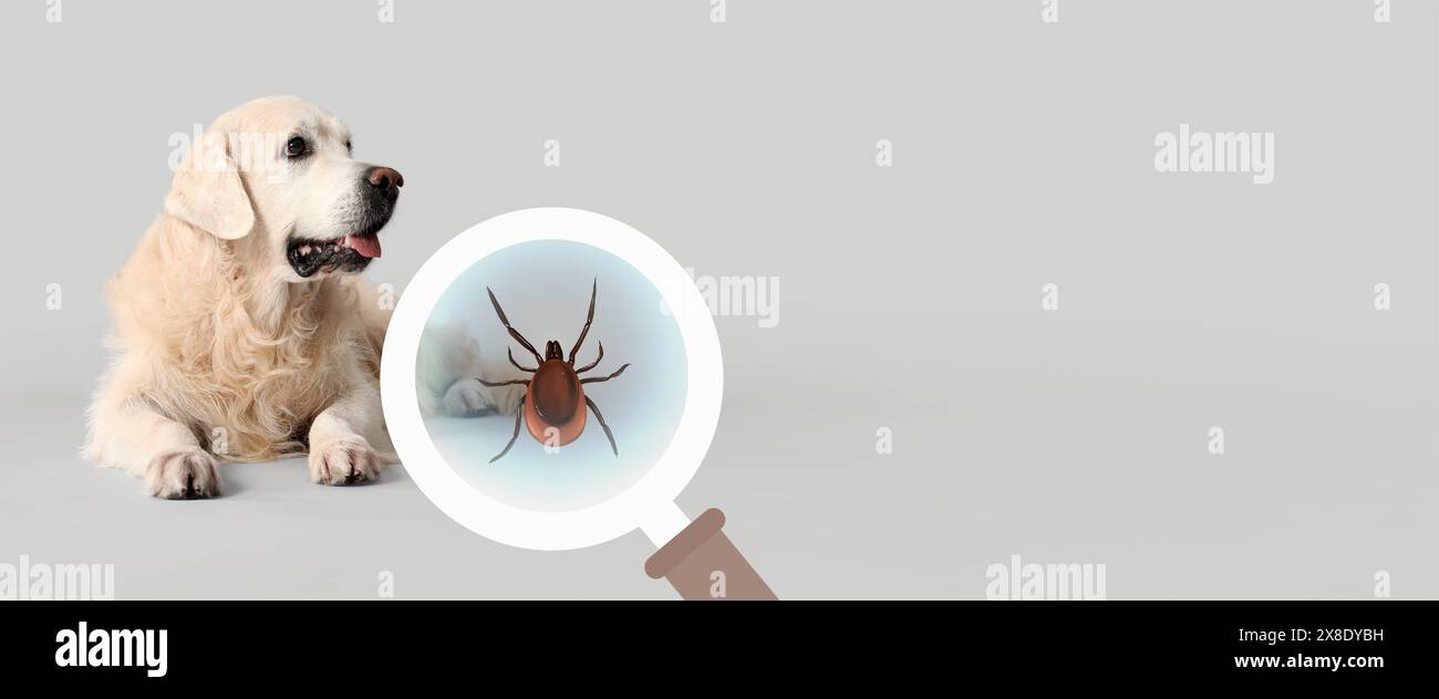 Cute labrador dog and tick visible through magnifying glass on light ...