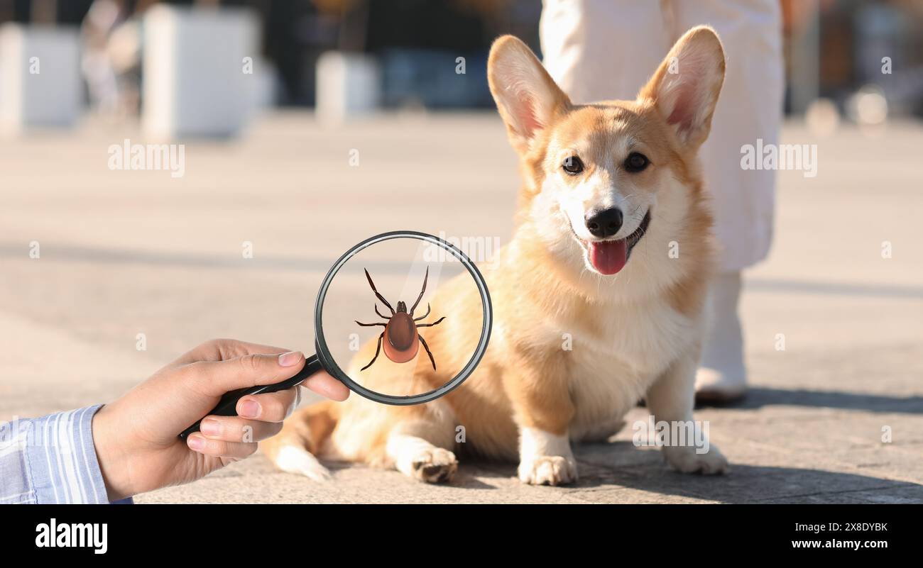 Cute funny dog and tick visible through magnifying glass outdoors Stock ...