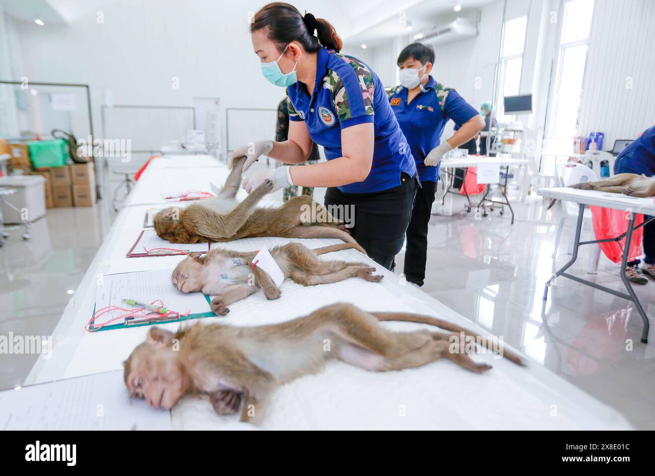 Animal testing monkey cage hi-res stock photography and images - Alamy