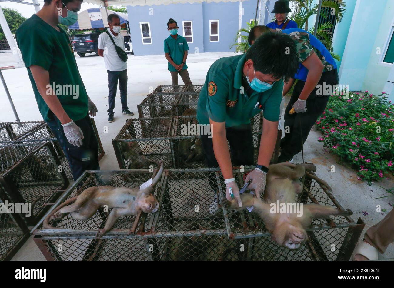 Lopburi, Thailand. 24th May, 2024. A health official seen checking a ...