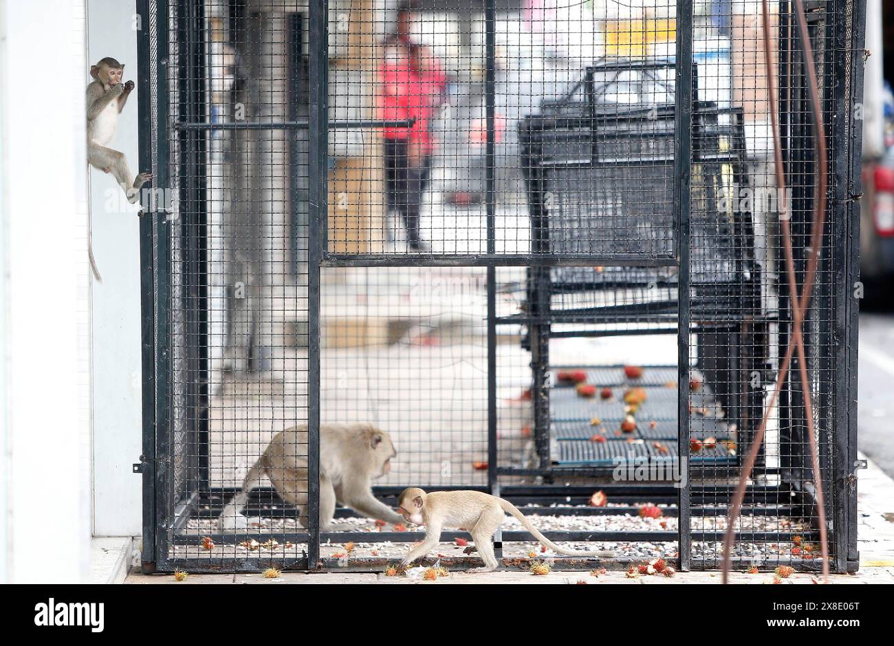 Animal testing monkey cage hi-res stock photography and images - Alamy