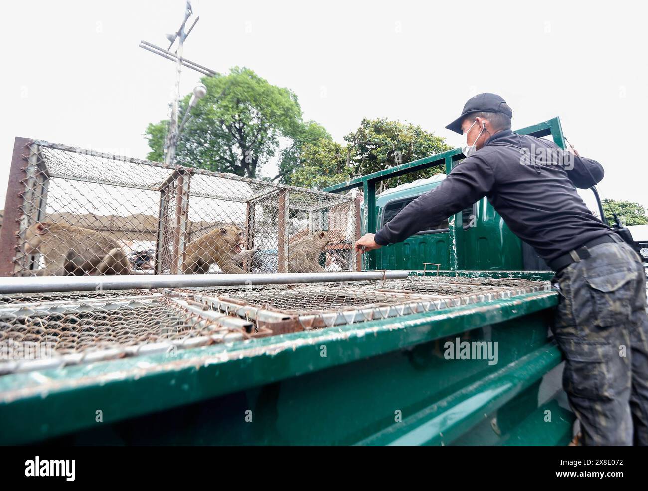 Animal testing monkey cage hi-res stock photography and images - Alamy