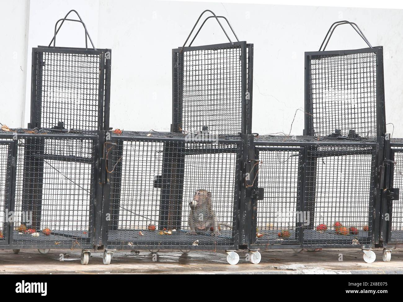 Animal testing monkey cage hi-res stock photography and images - Alamy