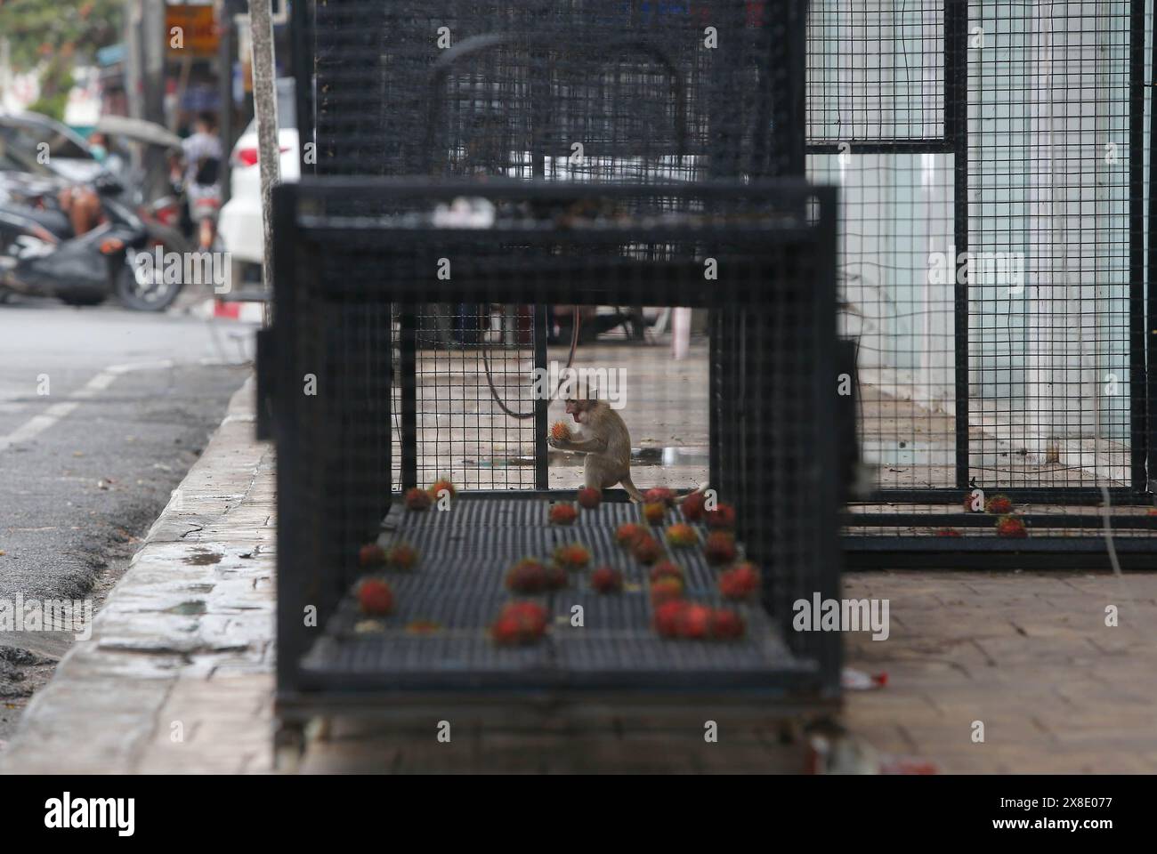 Animal testing monkey cage hi-res stock photography and images - Alamy