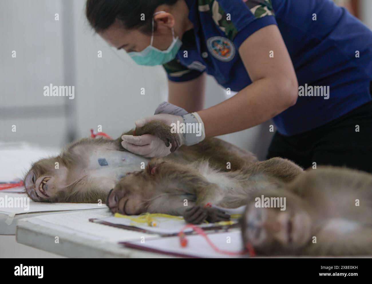 May 24, 2024, Lopburi, Thailand: A health official seen checking ...
