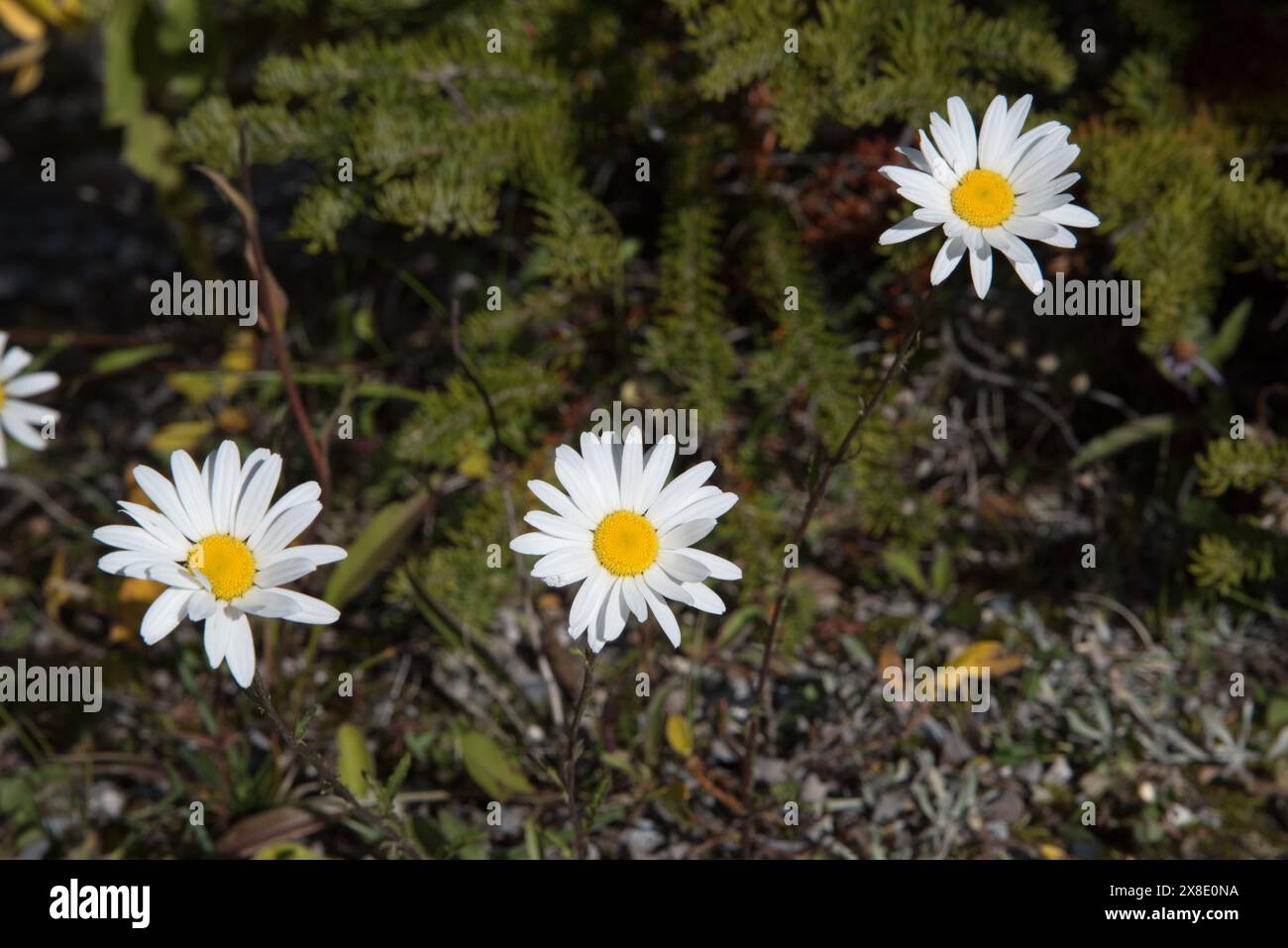 White flowers in Canadian Rocky Mountains in Banff National Park in ...