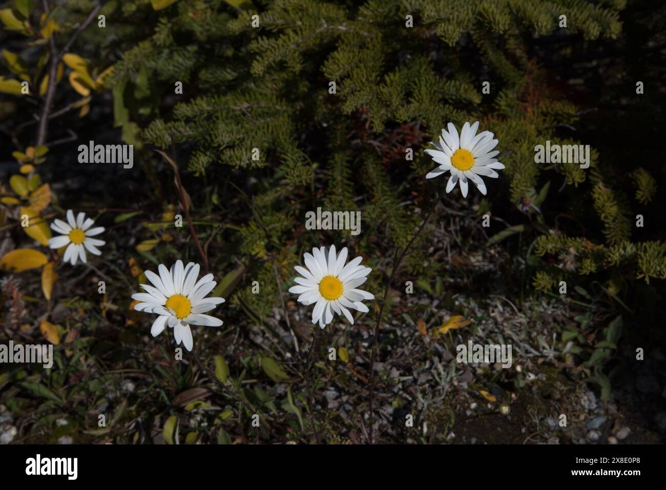 White flowers in Canadian Rocky Mountains in Banff National Park in ...