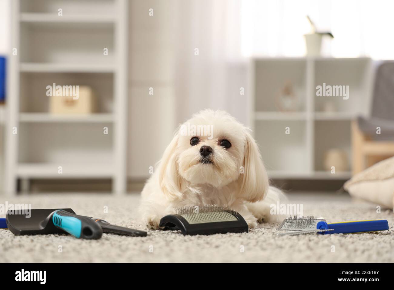 Cute Maltese dog with grooming brushes and combs at home Stock Photo ...