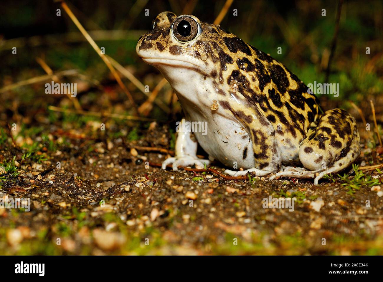 Spade foot toad (Pelobates cultripes) in Valdemanco wetland, Madrid ...