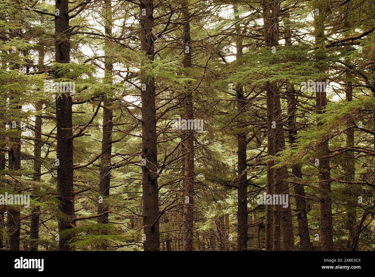 Azrou maroc hi-res stock photography and images - Alamy