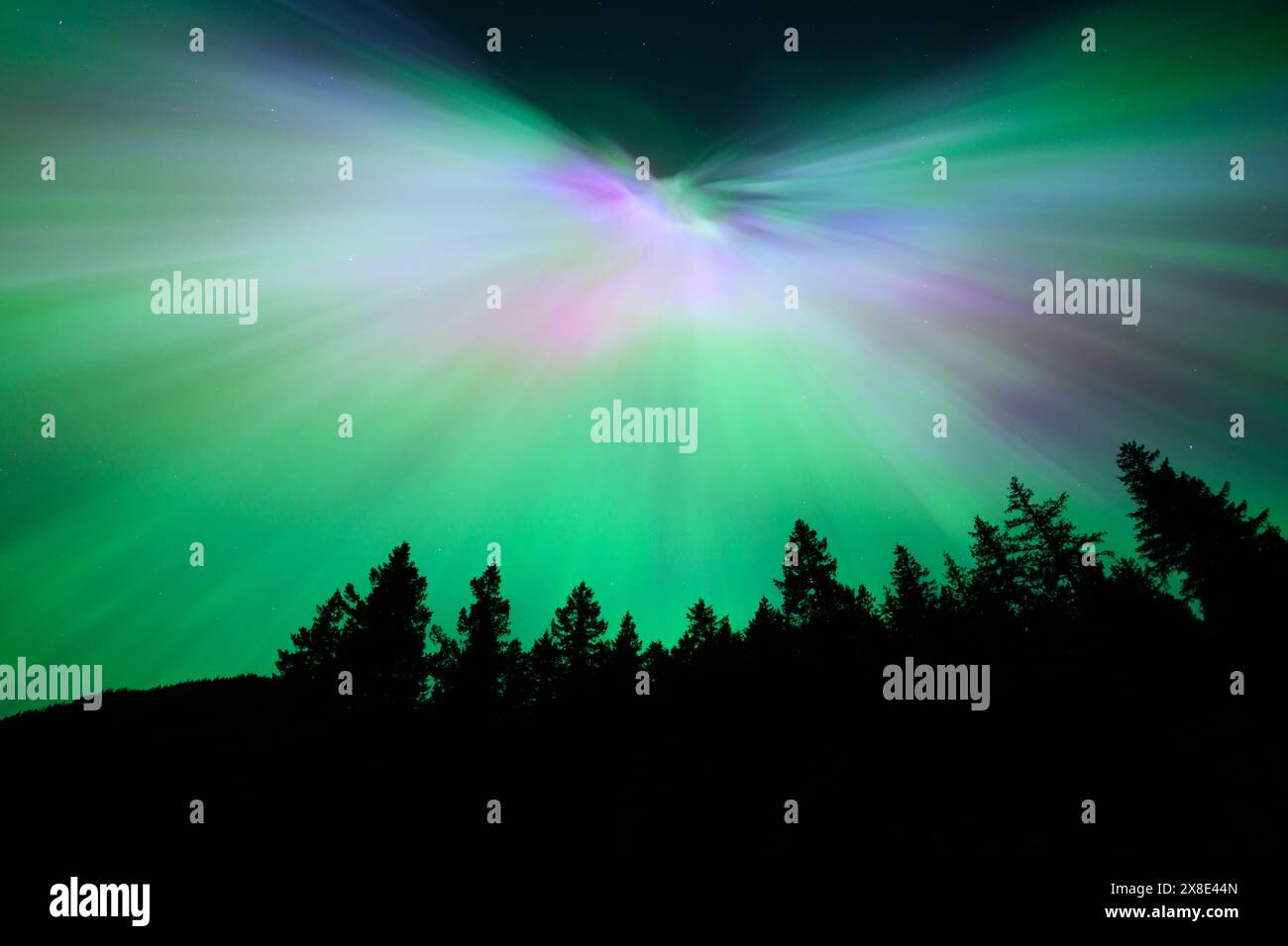 Aurora Borealis rays spreading from auroral corona point with treeline ...
