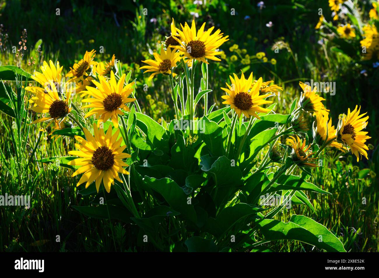 Arrowleaf balsamroot Balsamorhiza sagittata plant growing wild as ...