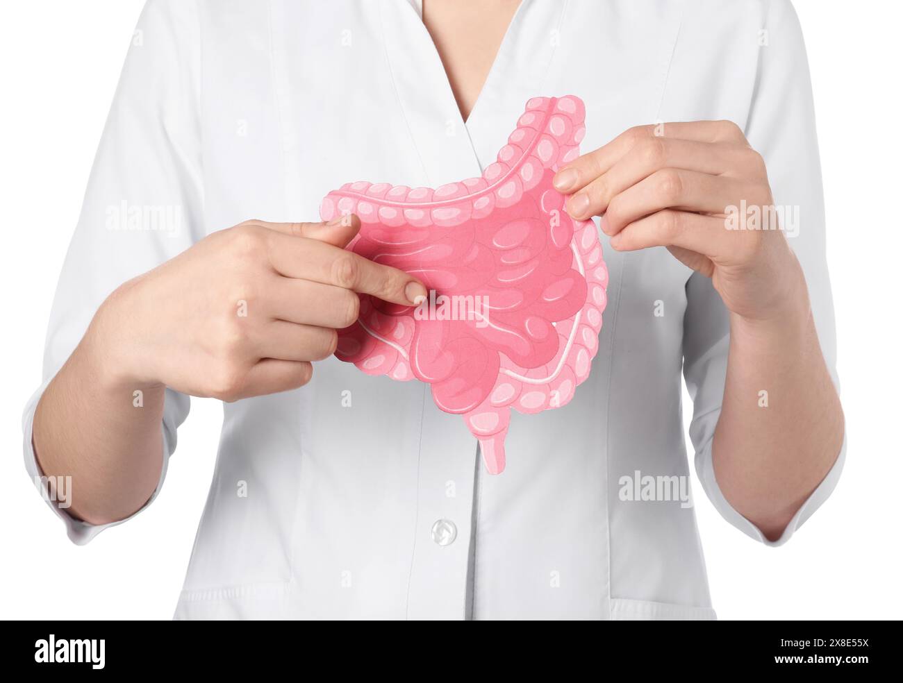 Doctor showing paper intestine cutout on white background, closeup ...