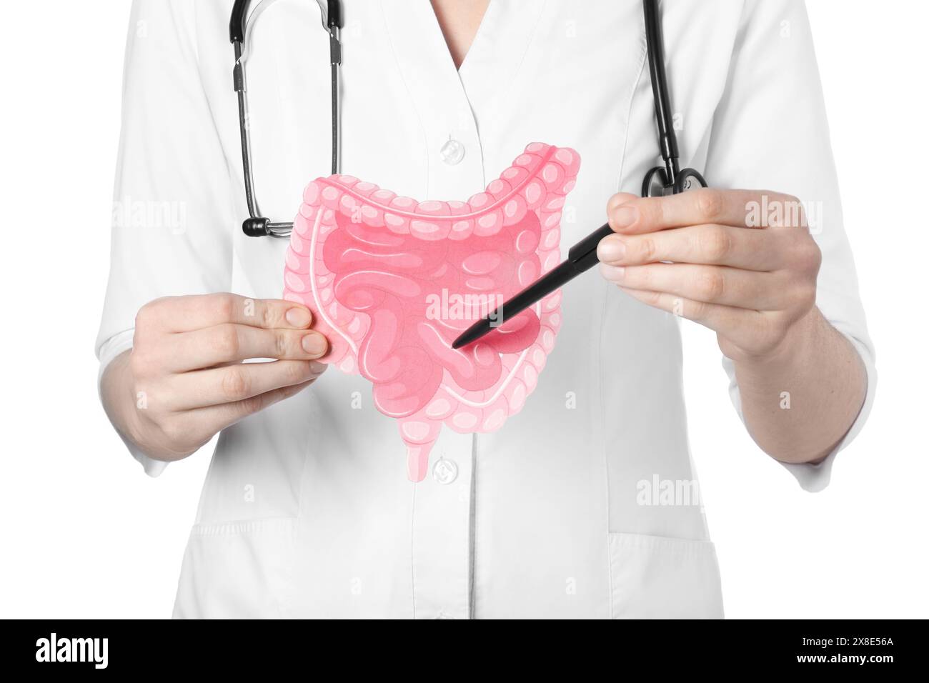 Doctor showing paper intestine cutout on white background, closeup ...