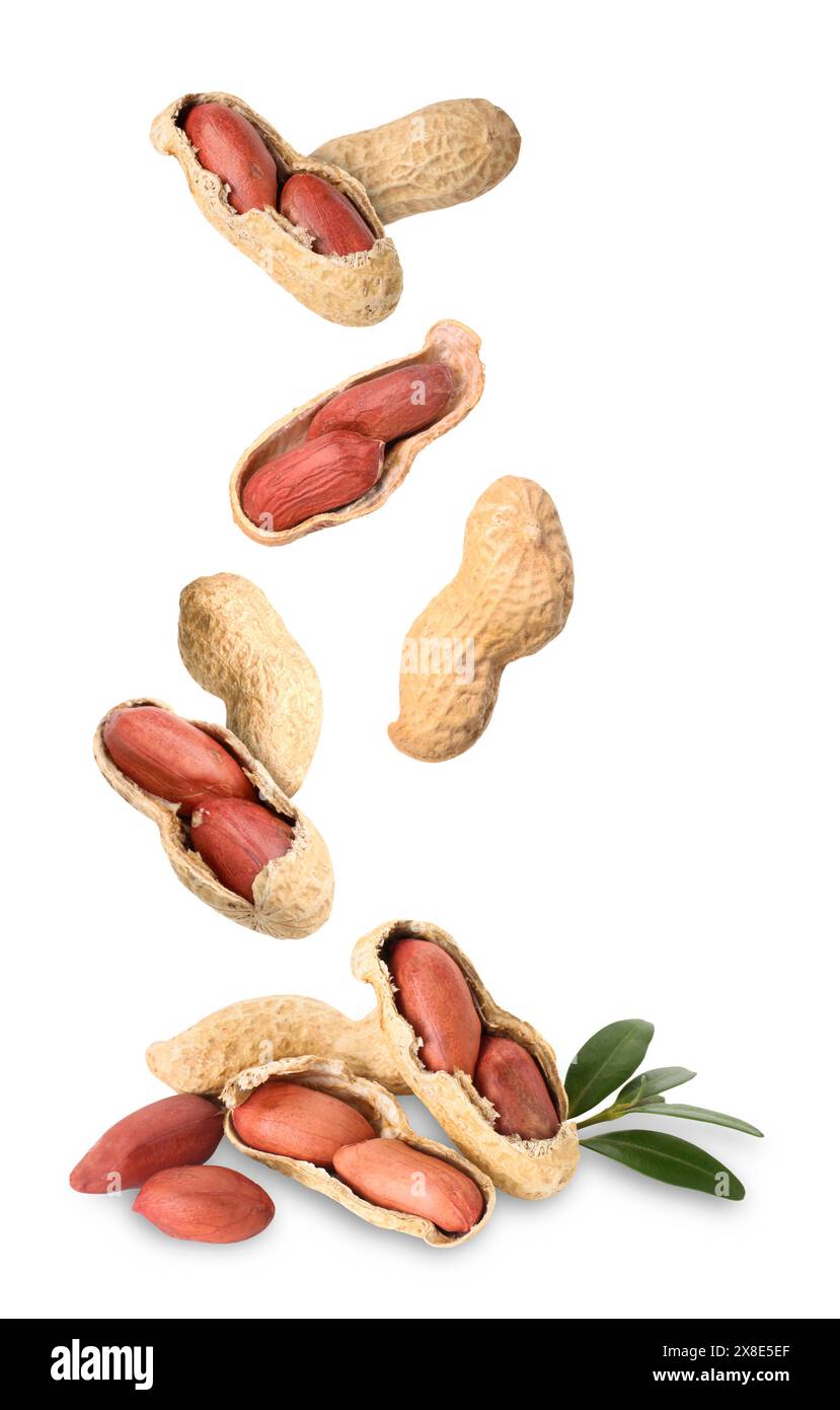 Fresh unpeeled peanuts falling on white background Stock Photo - Alamy