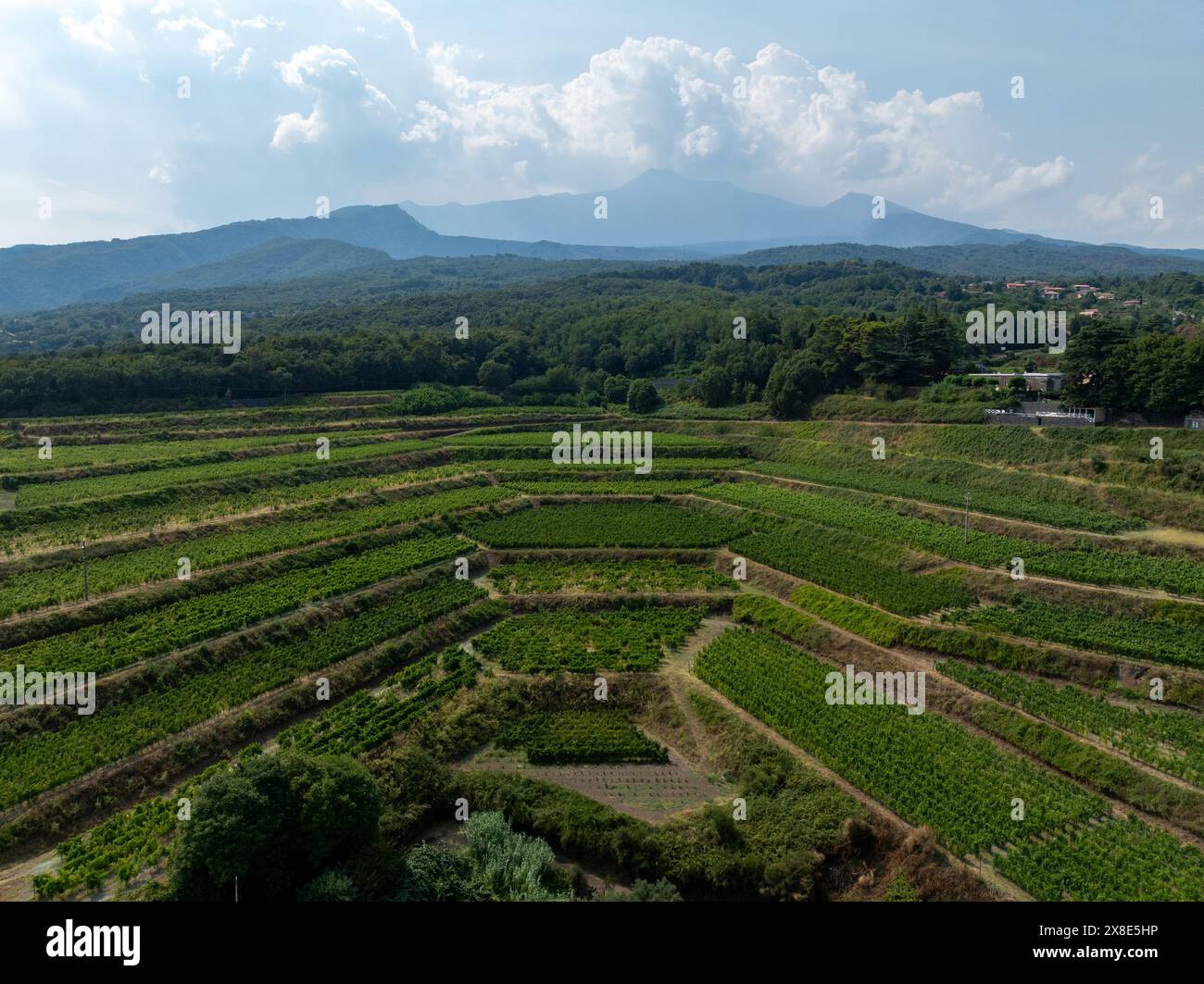 Aerial landscape with green vineyards in Etna volcano region with ...