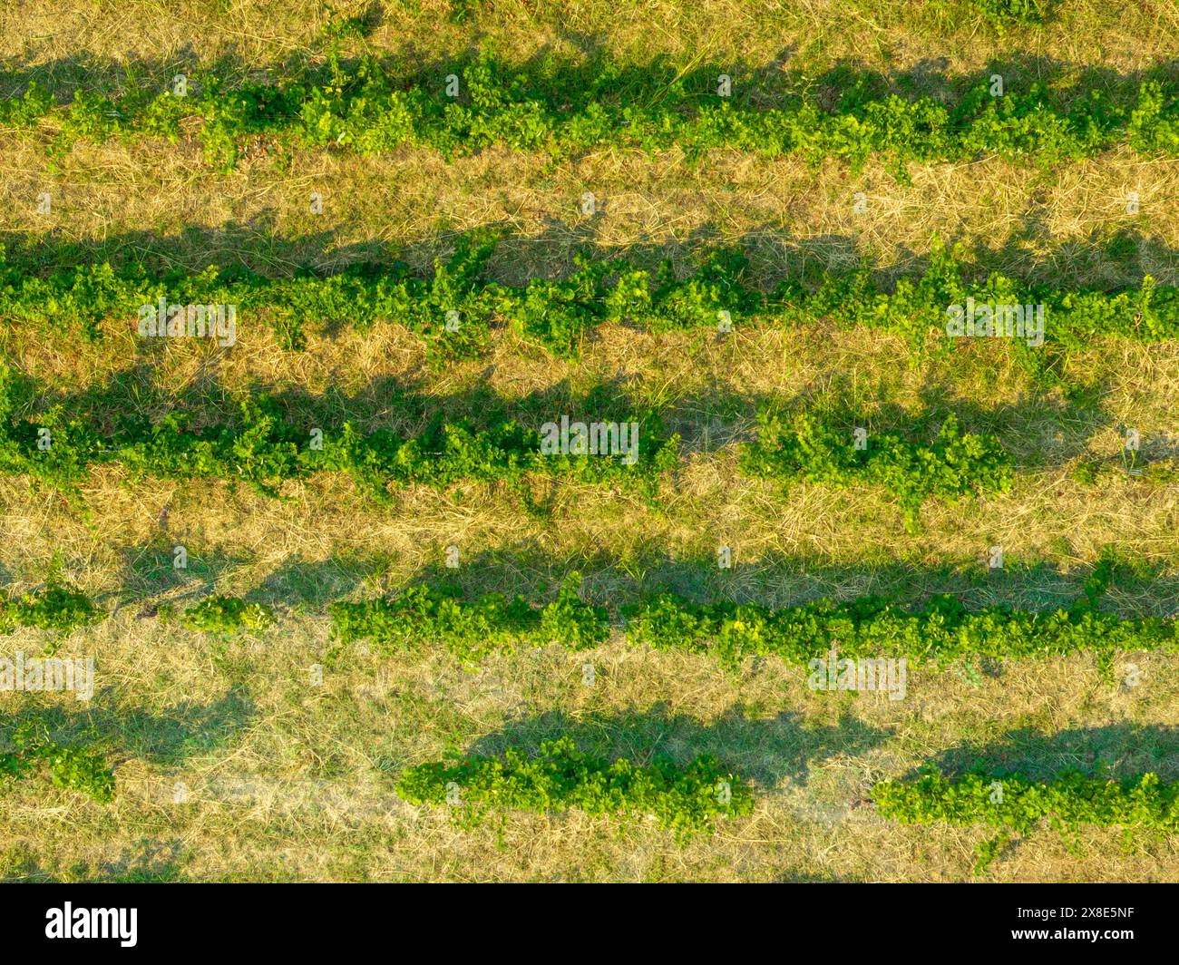 Aerial landscape with green vineyards in Etna volcano region with ...
