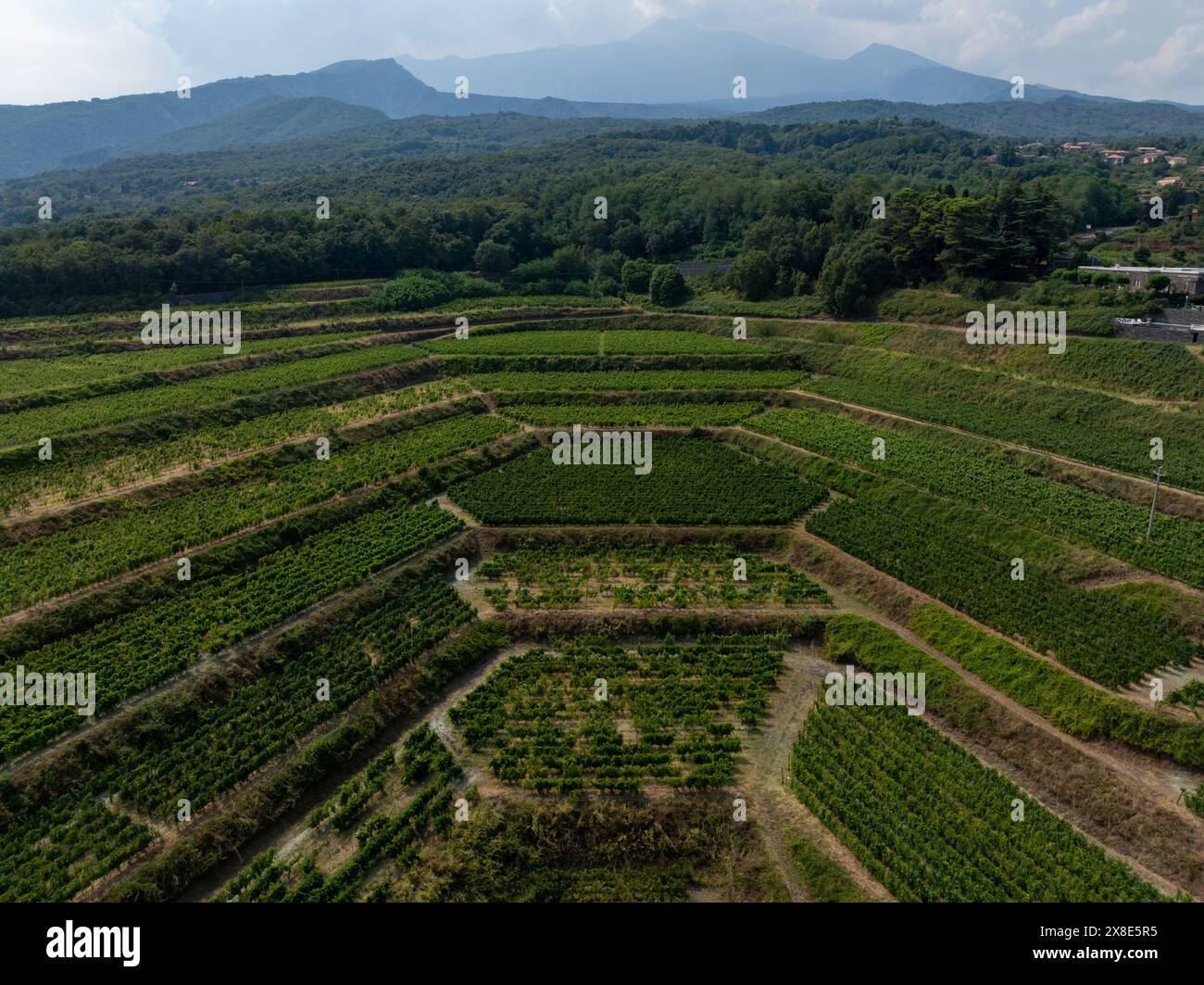Aerial landscape with green vineyards in Etna volcano region with ...