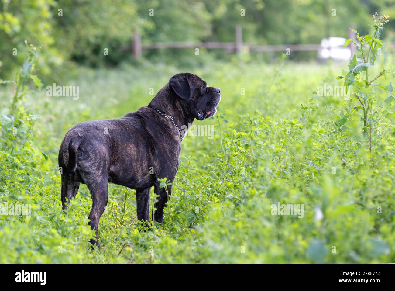 Young Cane Corso happy to run free in the meadows Stock Photo - Alamy
