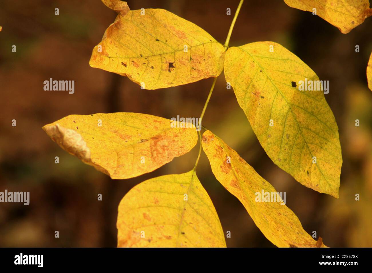 Walnut tree leaves in fall time Stock Photo - Alamy