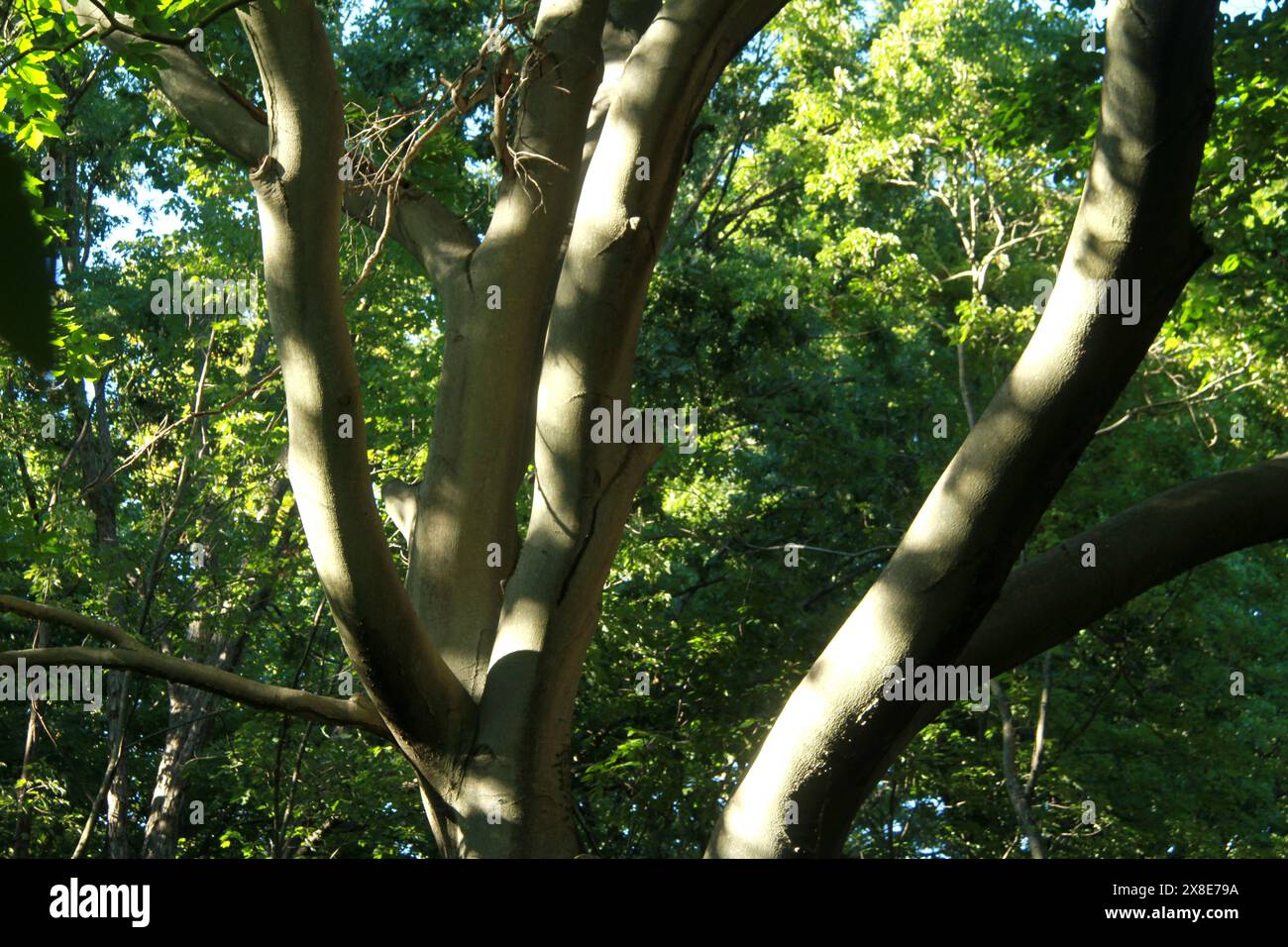 Branches of a beech tree in Virginia, U.S.A Stock Photo - Alamy