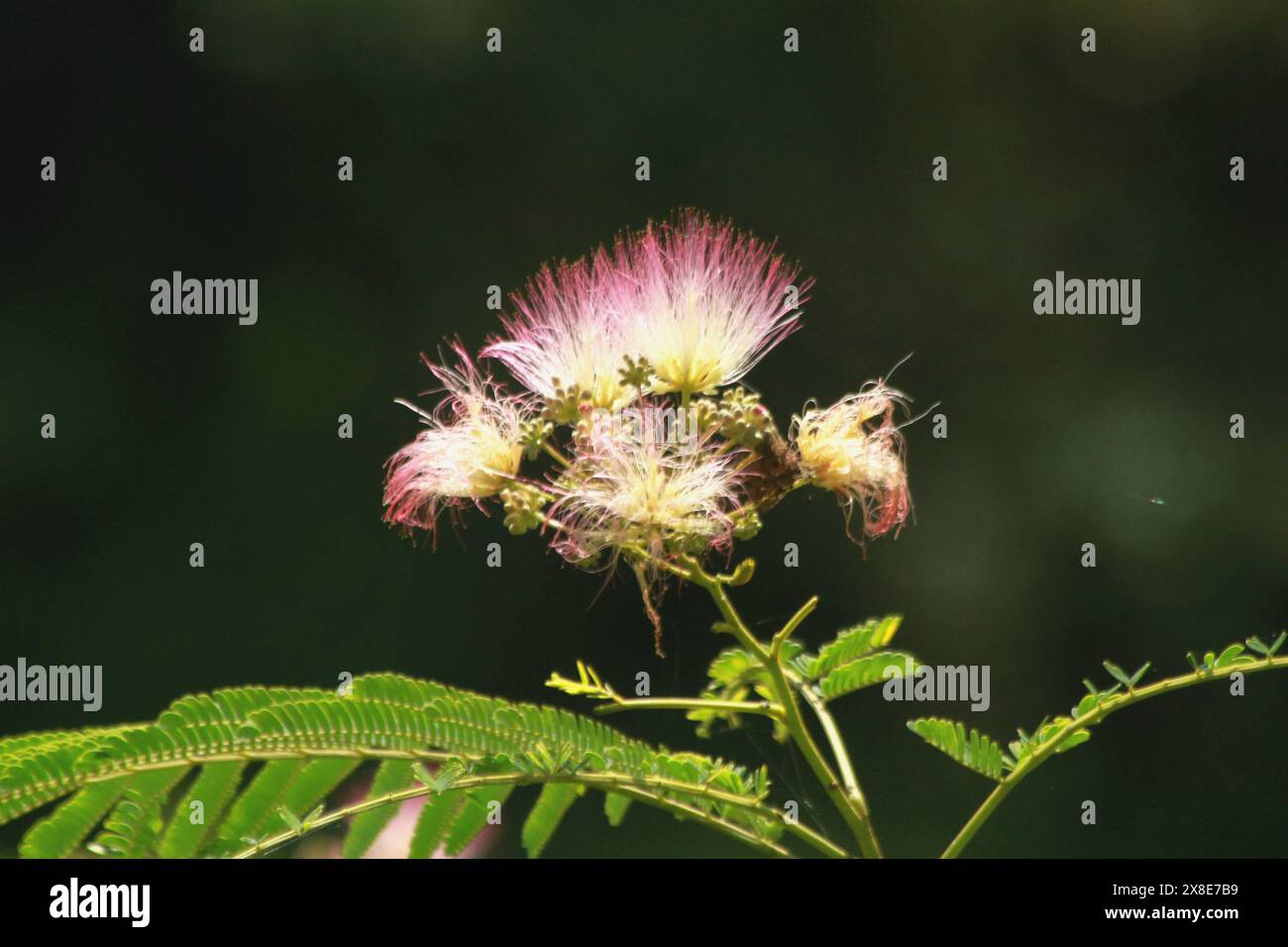 Persian silk tree blossom Stock Photo - Alamy