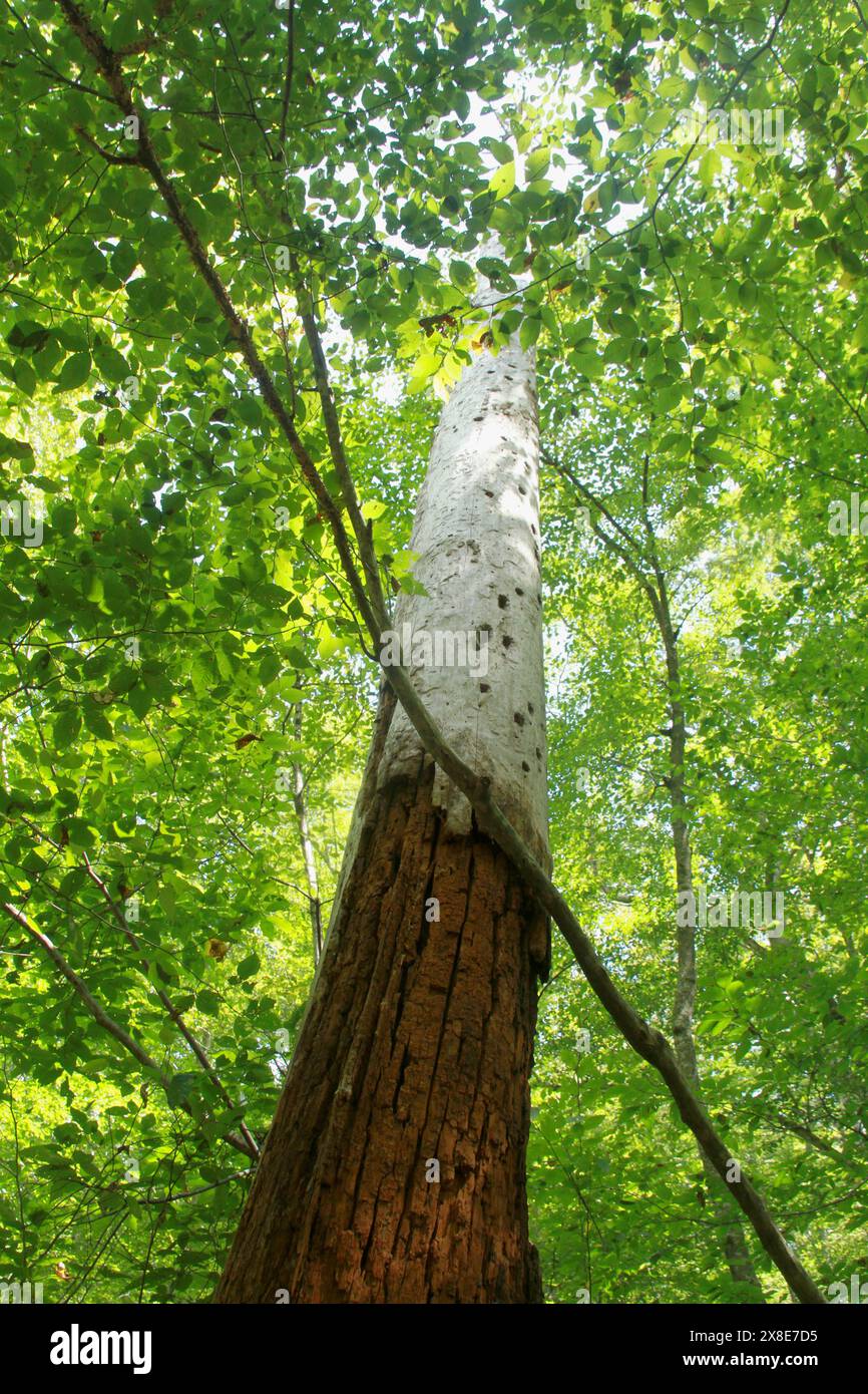 Bird-made holes in a still-standing dead tree Stock Photo - Alamy