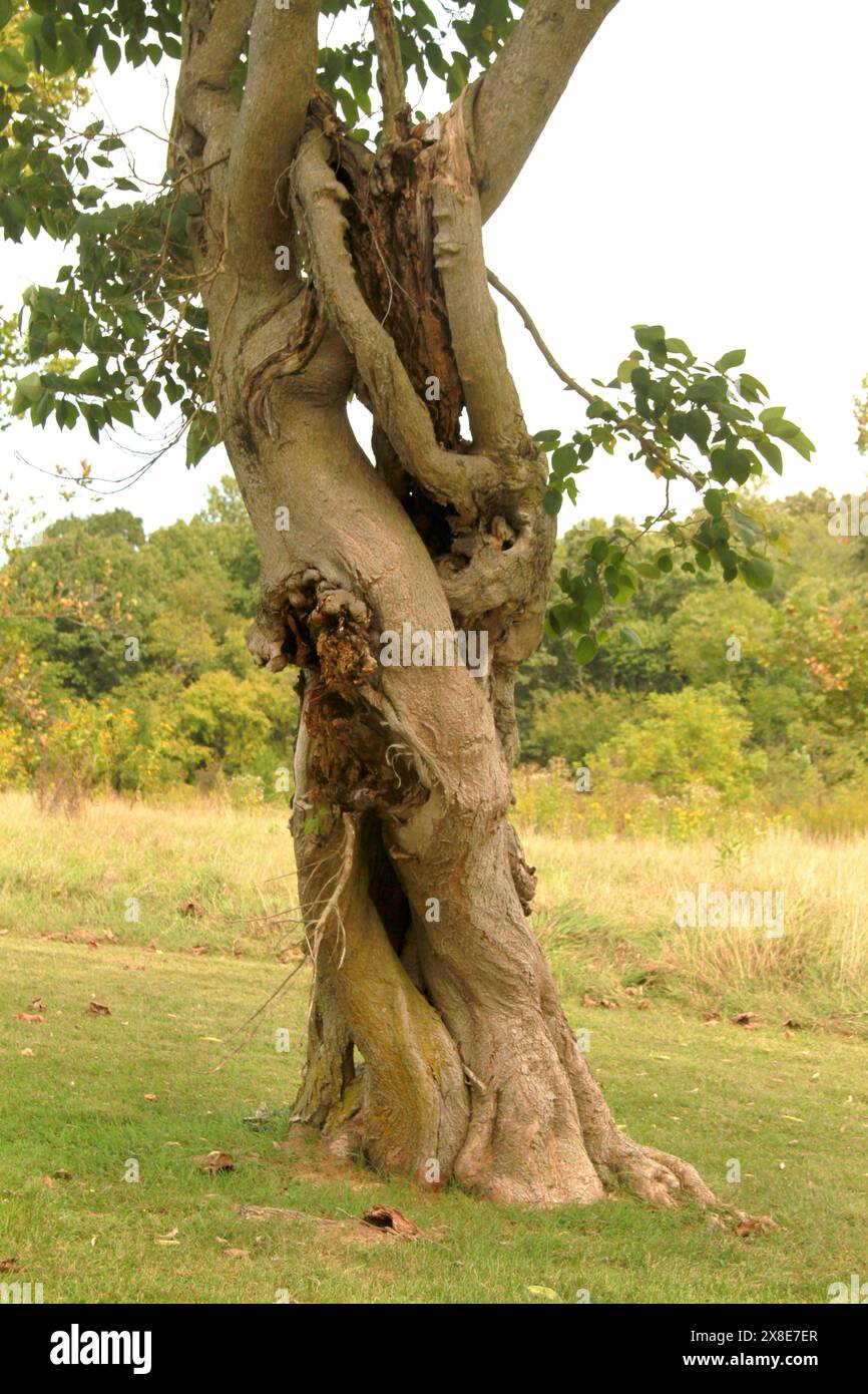 Contorted limbs hi-res stock photography and images - Alamy