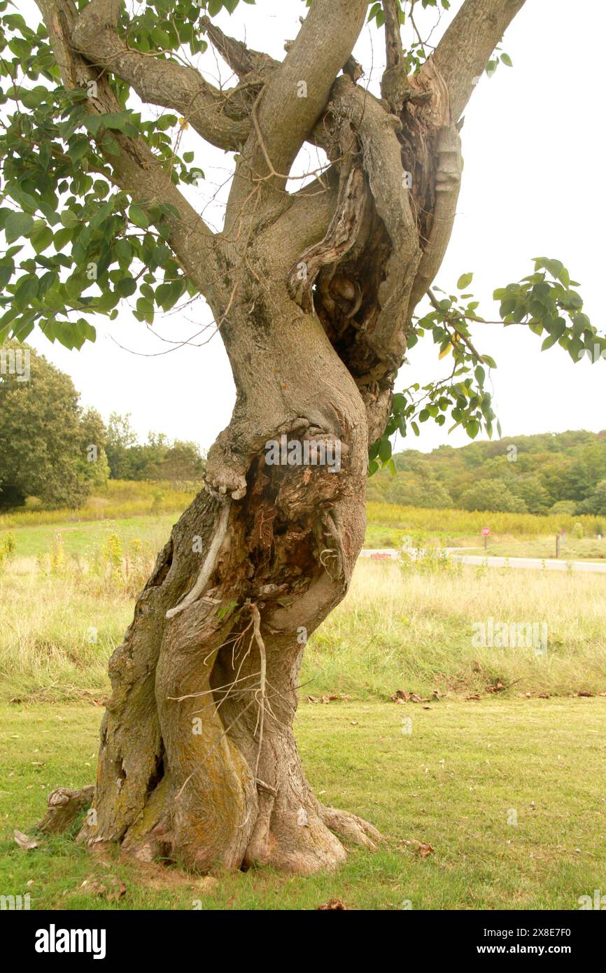 Contorted limbs hi-res stock photography and images - Alamy