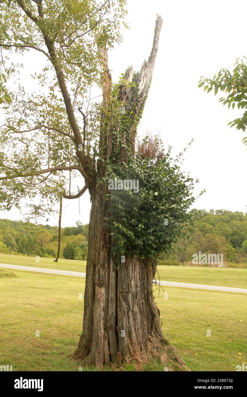Vines growing on tree hi-res stock photography and images - Alamy