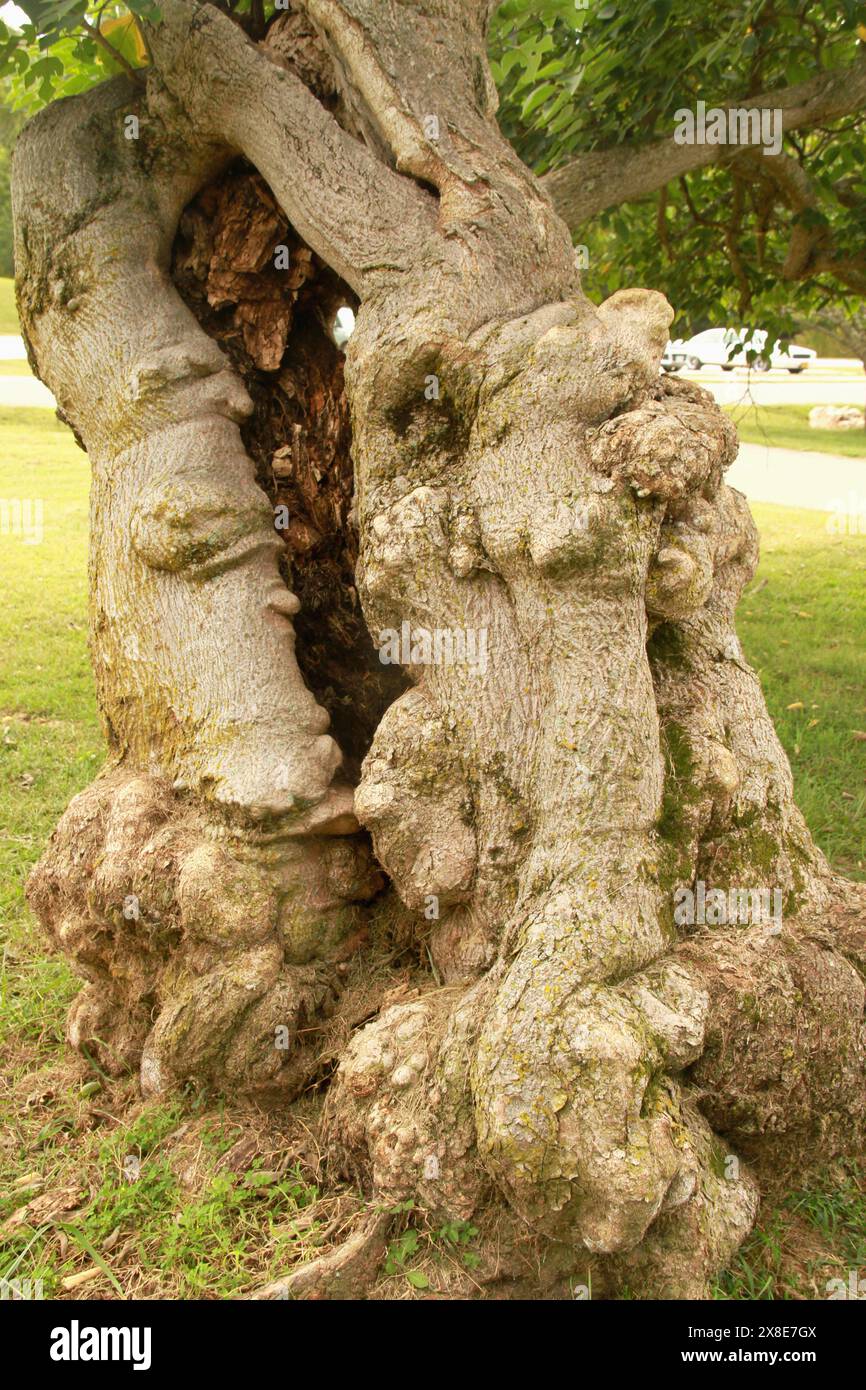 Old gnarled Paper mulberry tree Stock Photo - Alamy