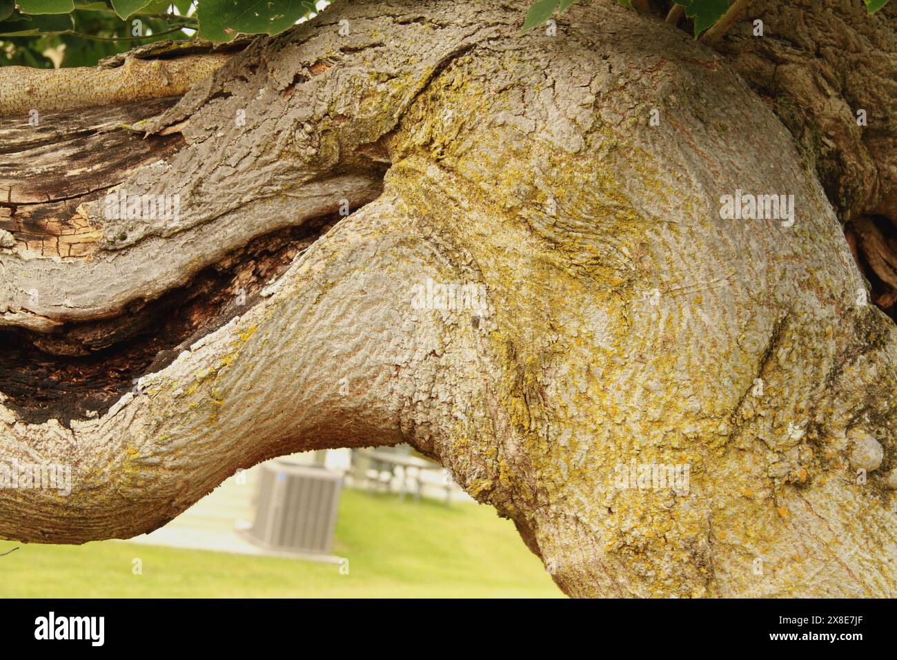 Trunk mulberry hi-res stock photography and images - Alamy