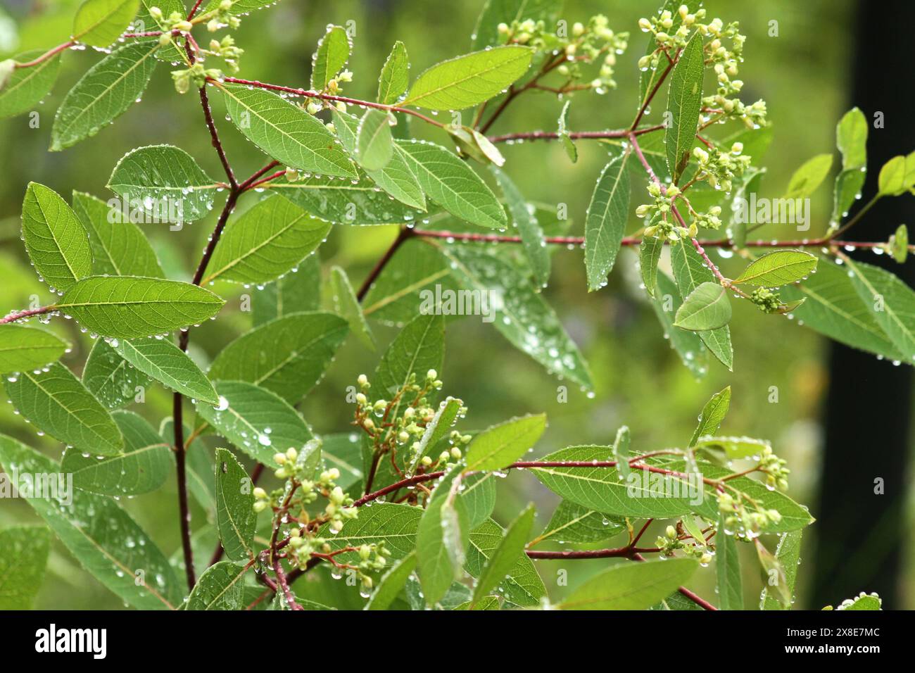 Raindrops on an Apocynum (dogbane) plant Stock Photo - Alamy