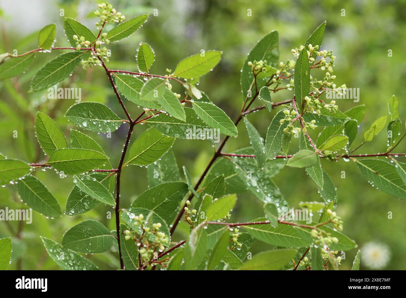 Raindrops on an Apocynum (dogbane) plant Stock Photo - Alamy