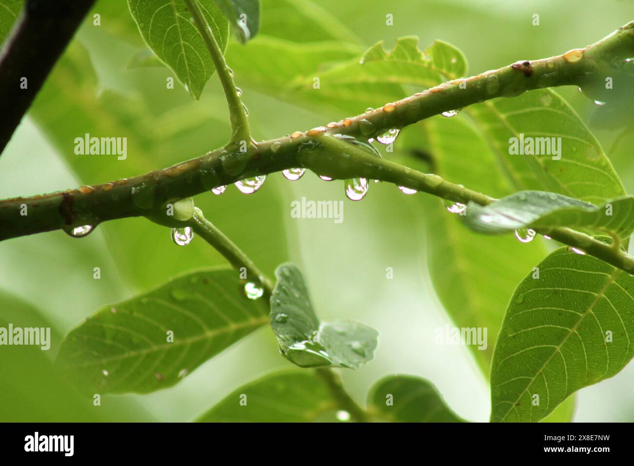 Raindrops on a walnut tree Stock Photo - Alamy