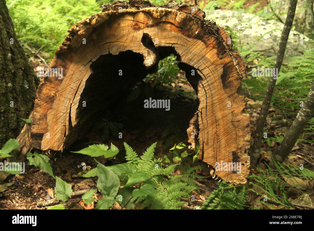 Remaining bark of a fallen rotten tree in the woods Stock Photo - Alamy