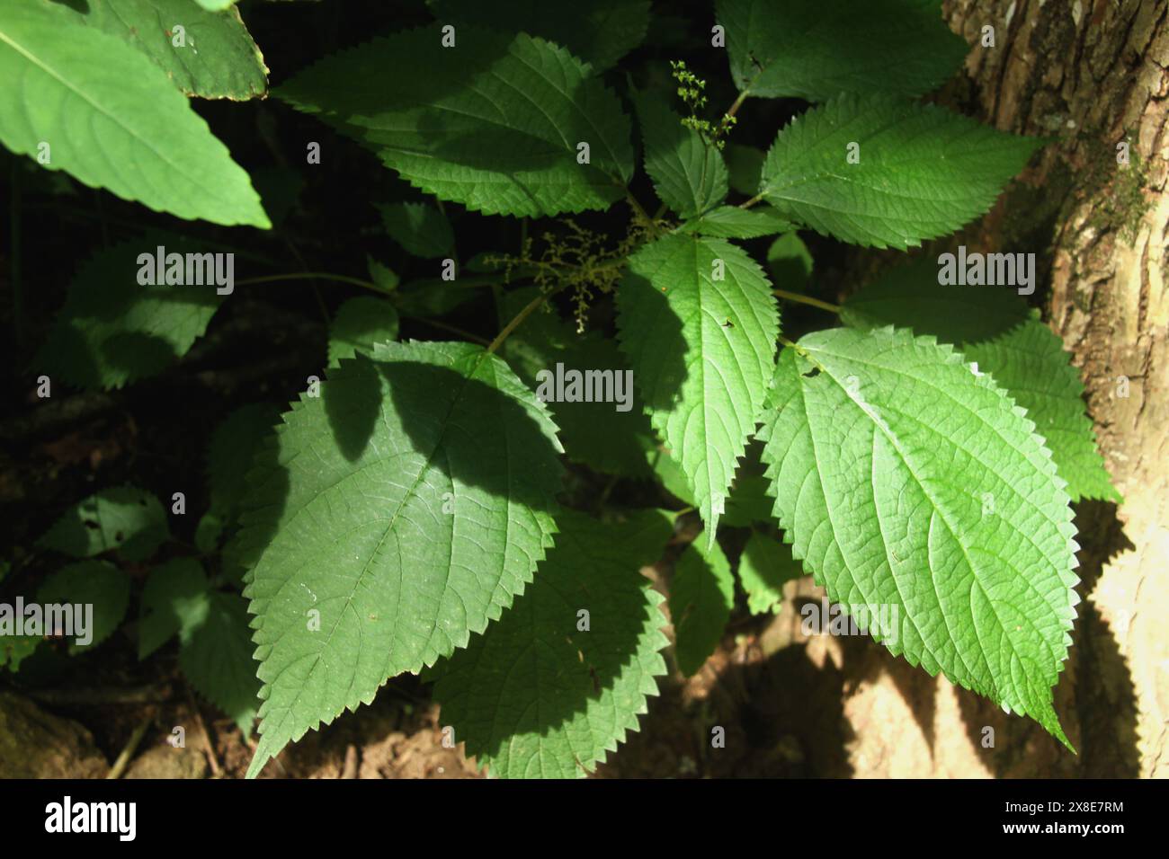 Close-up of a Wood Nettle (Laportea canadensis) plant Stock Photo - Alamy