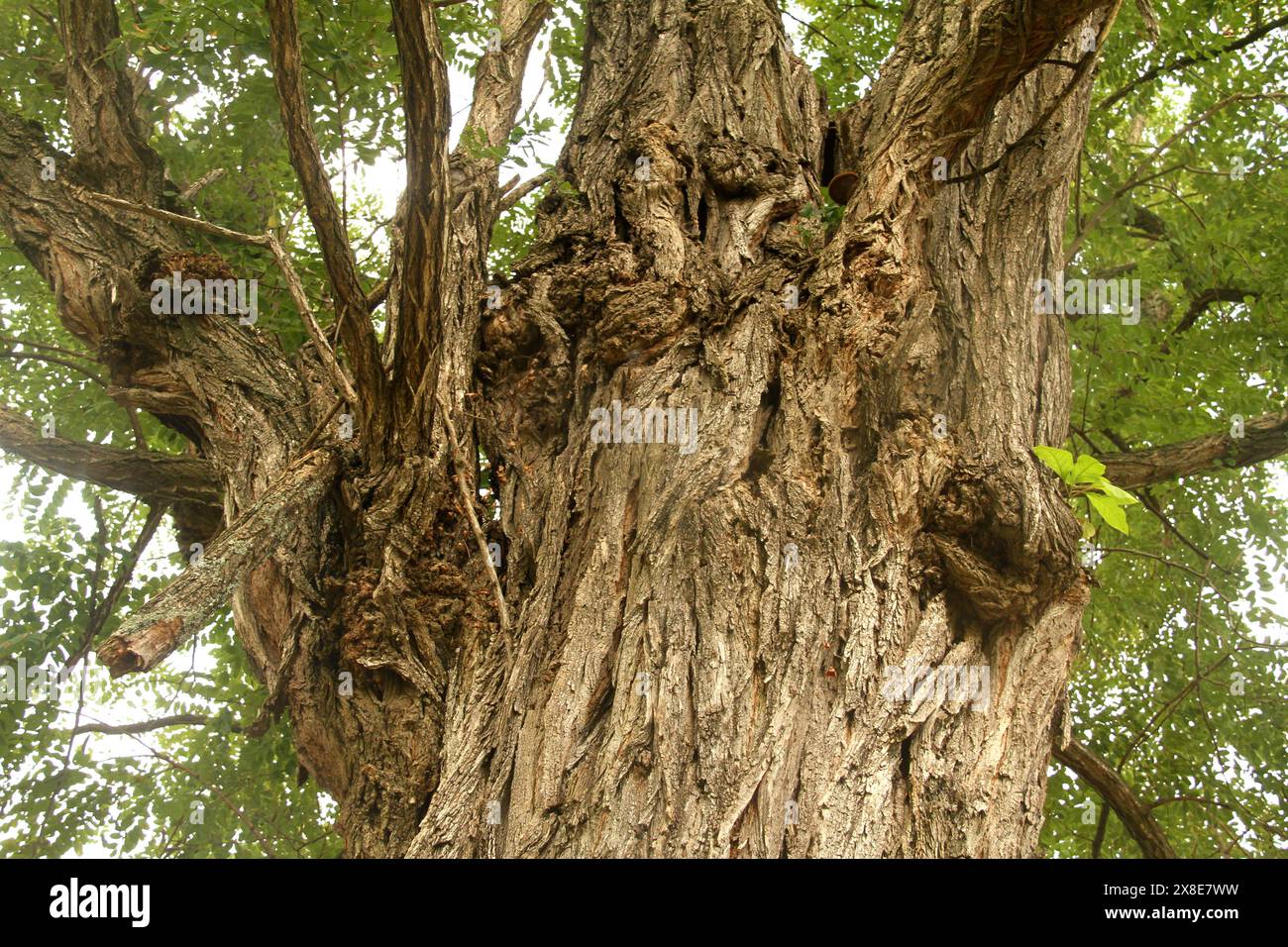 Virginia, U.S.A. Close up of the rough textured tree bark of a Black ...