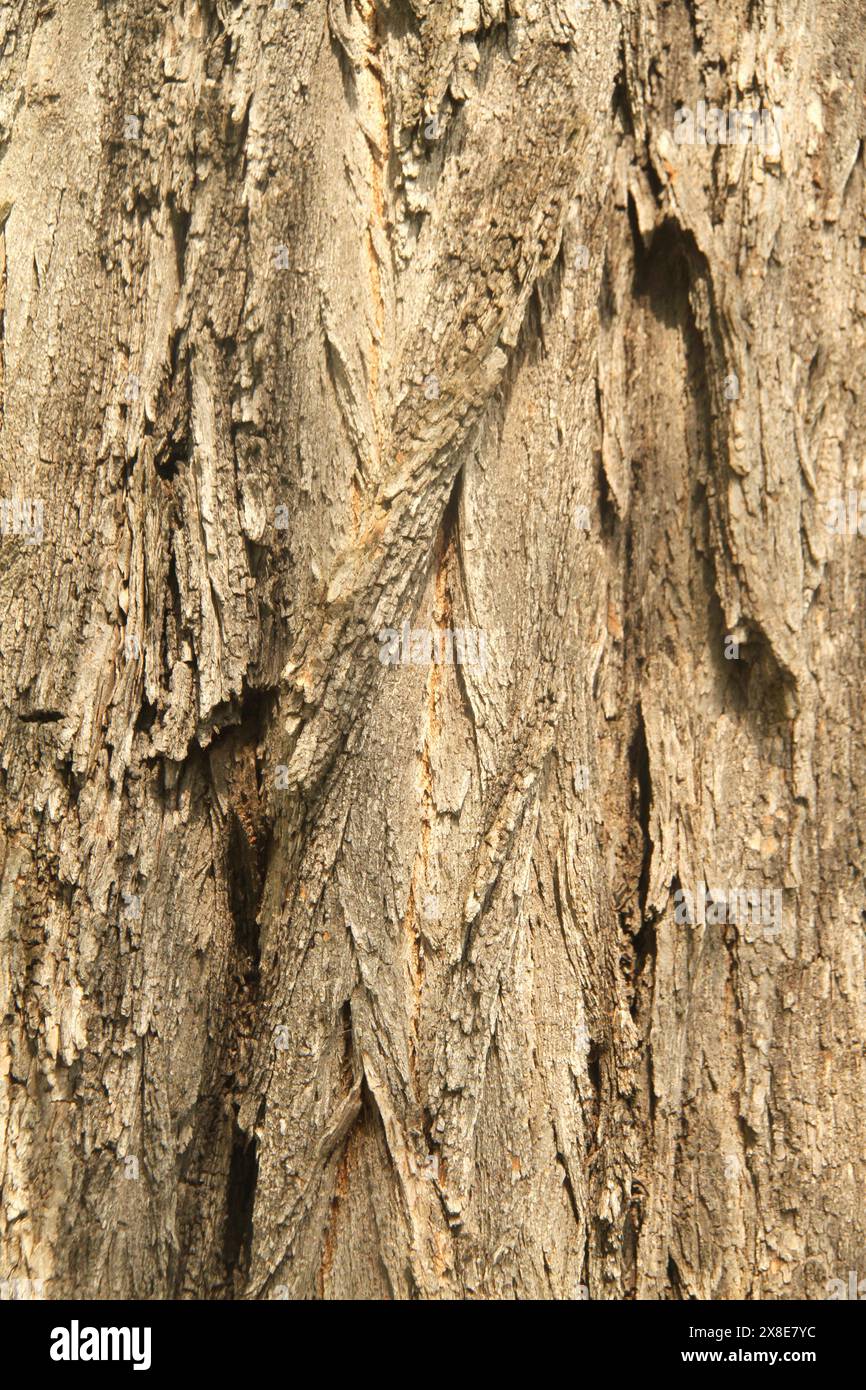Virginia, U.S.A. Close up of the rough textured tree bark of a Black ...