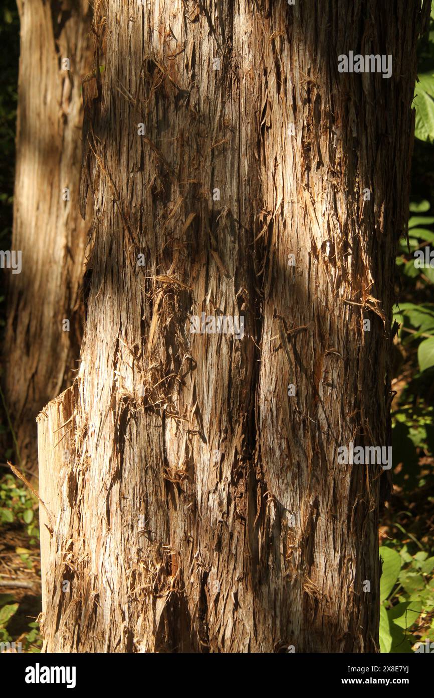 Close up of rough textured tree bark Stock Photo - Alamy