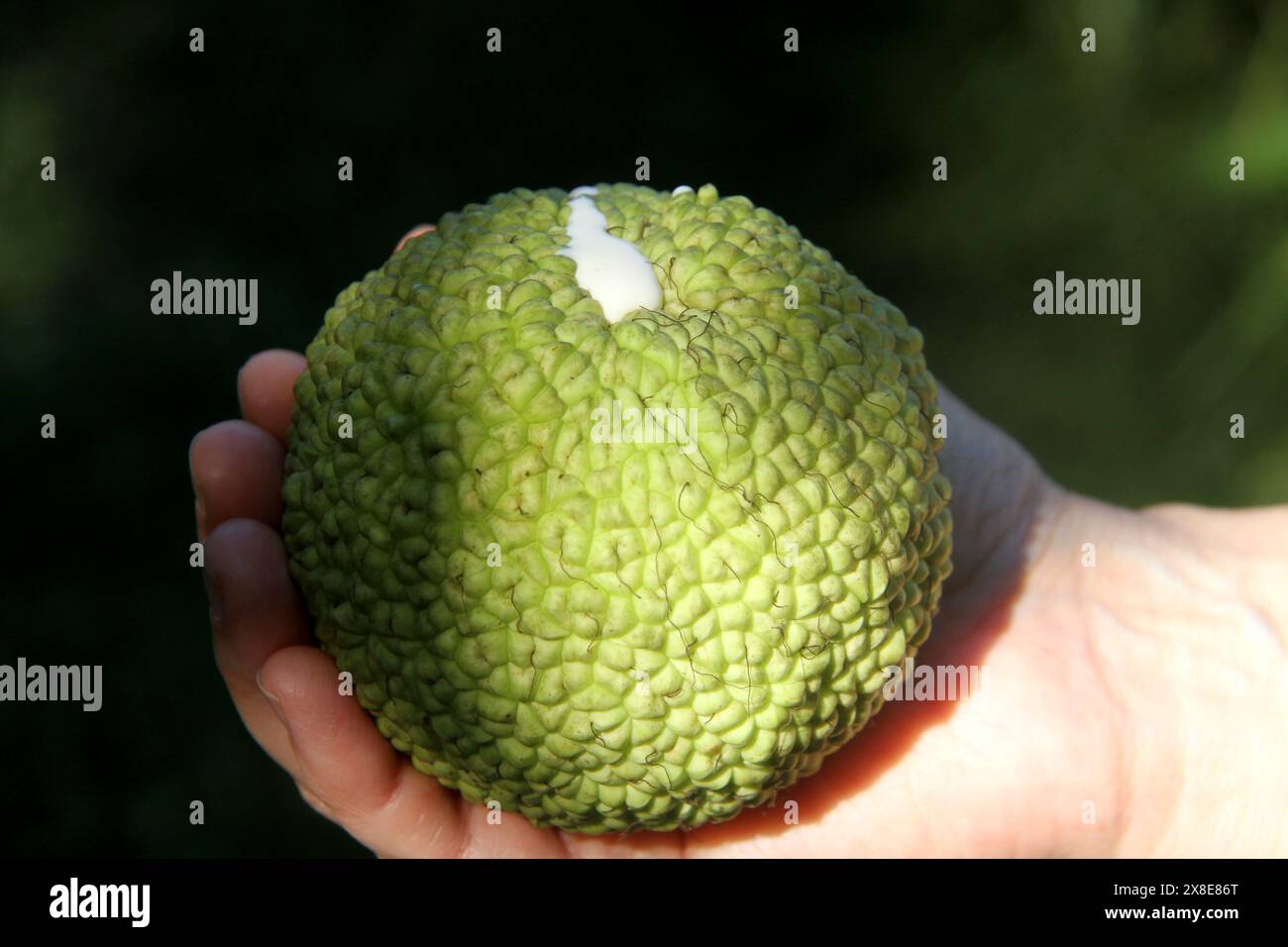 Virginia, U.S.A. The fruit of a Maclura pomifera (Osage orange) tree ...