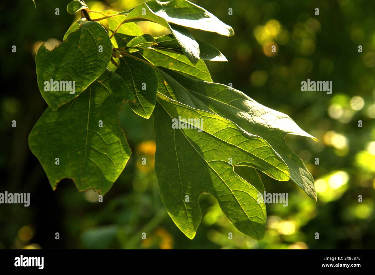 Leaves of a Sassafras tree in Virginia, U.S.A Stock Photo - Alamy