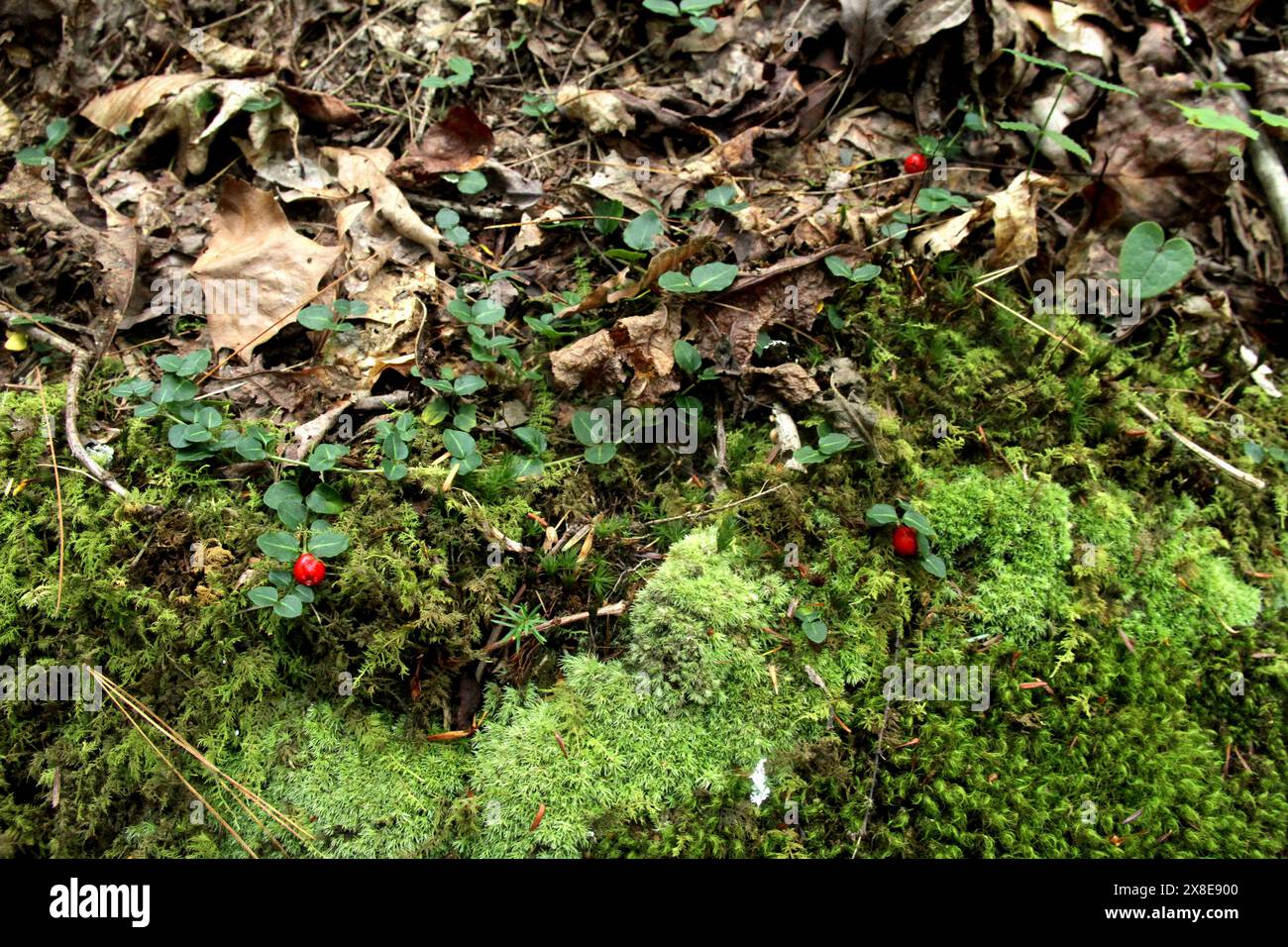 Moss and Partridge-berry growing in the Blue Ridge Mountains, VA, USA ...