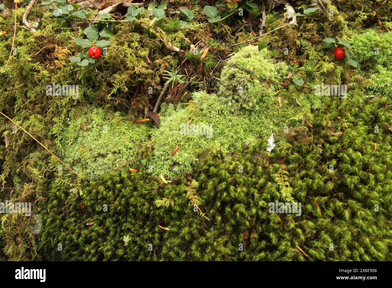 Moss and Partridge-berry growing in the Blue Ridge Mountains, VA, USA ...