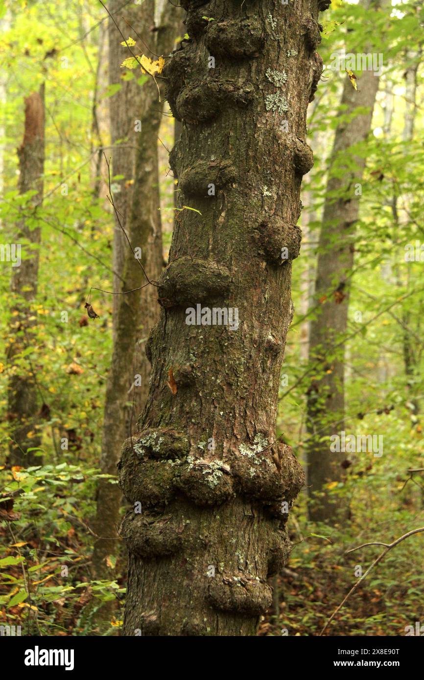 Tree trunk in the woods with numerous burls on its trunk Stock Photo ...