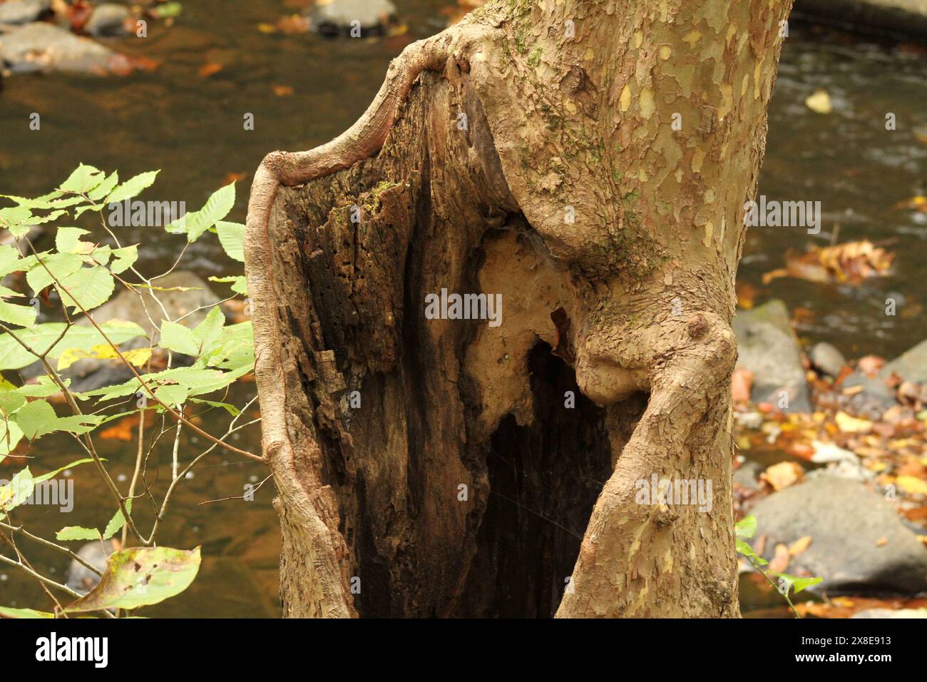 Tree rotten with hole hi-res stock photography and images - Alamy
