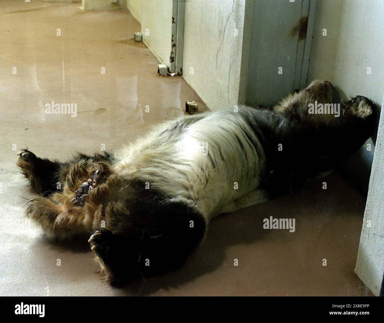 June 4, 1999 - 06/04/99.WASHINGTON, DC: HSING HSING-GIANT PANDA ...